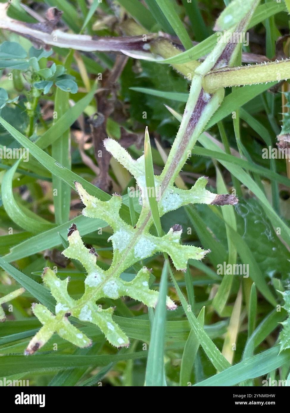 Fiesta Flower (Pholistoma auritum Stock Photo - Alamy
