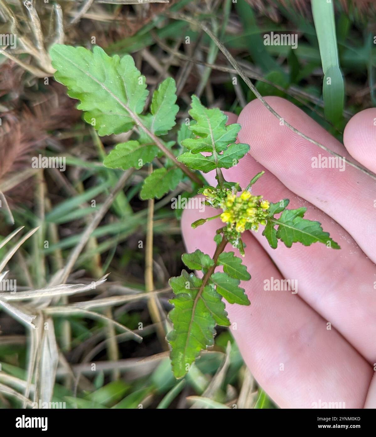 Bog Yellowcress (Rorippa palustris Stock Photo - Alamy
