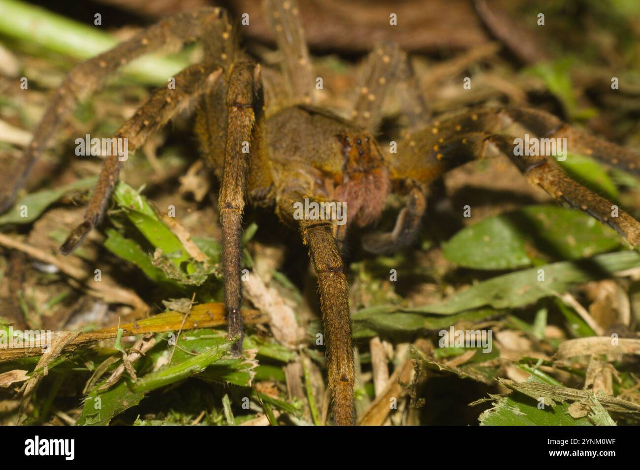 Brazilian Wandering Spiders (Phoneutria Stock Photo - Alamy