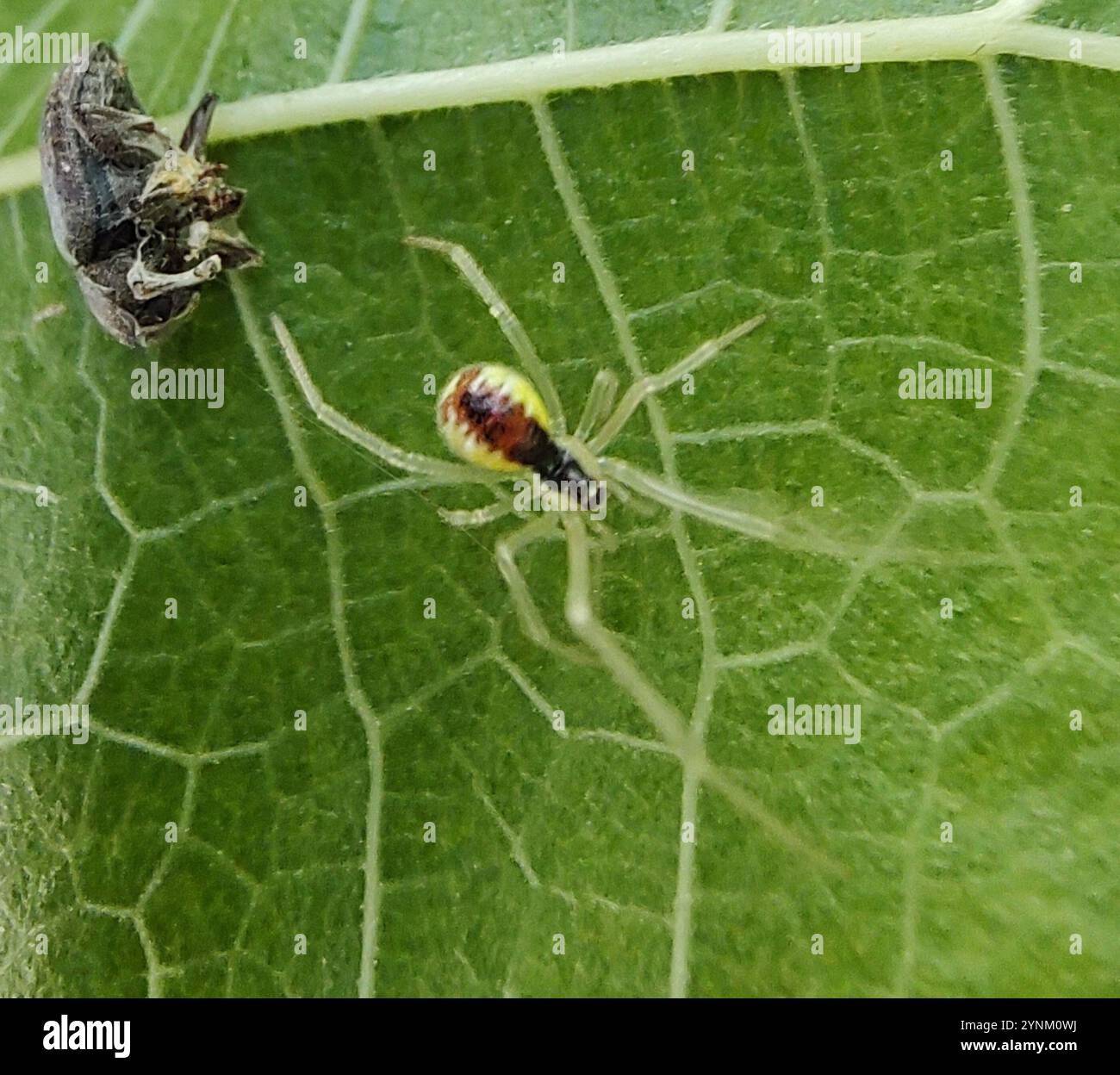 Typical Cobweb Spiders (Theridion Stock Photo - Alamy
