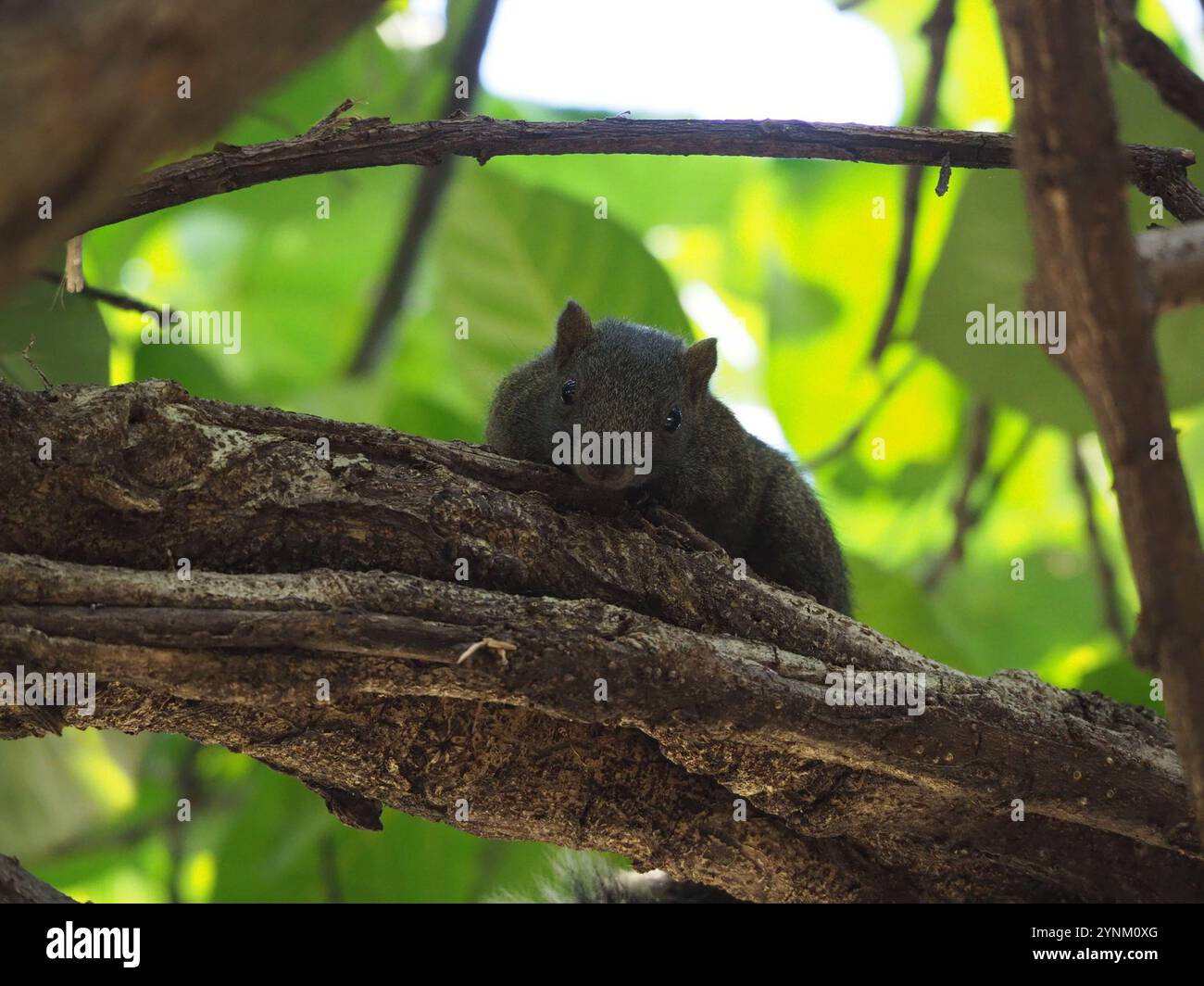 Taiwan Squirrel (Callosciurus erythraeus thaiwanensis Stock Photo - Alamy