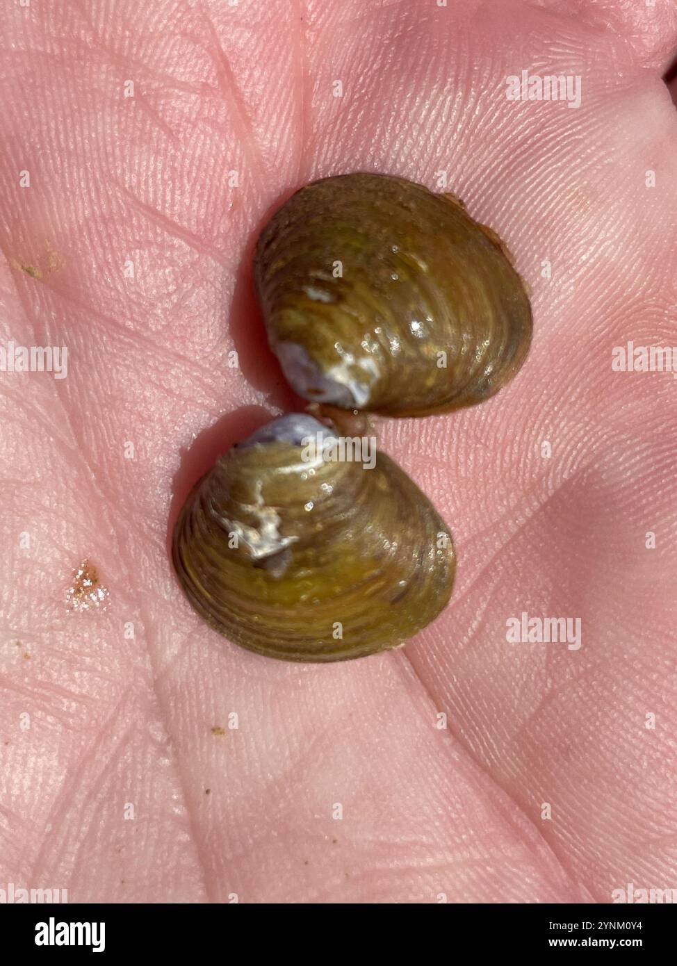 Asian Clam (Corbicula fluminea Stock Photo - Alamy