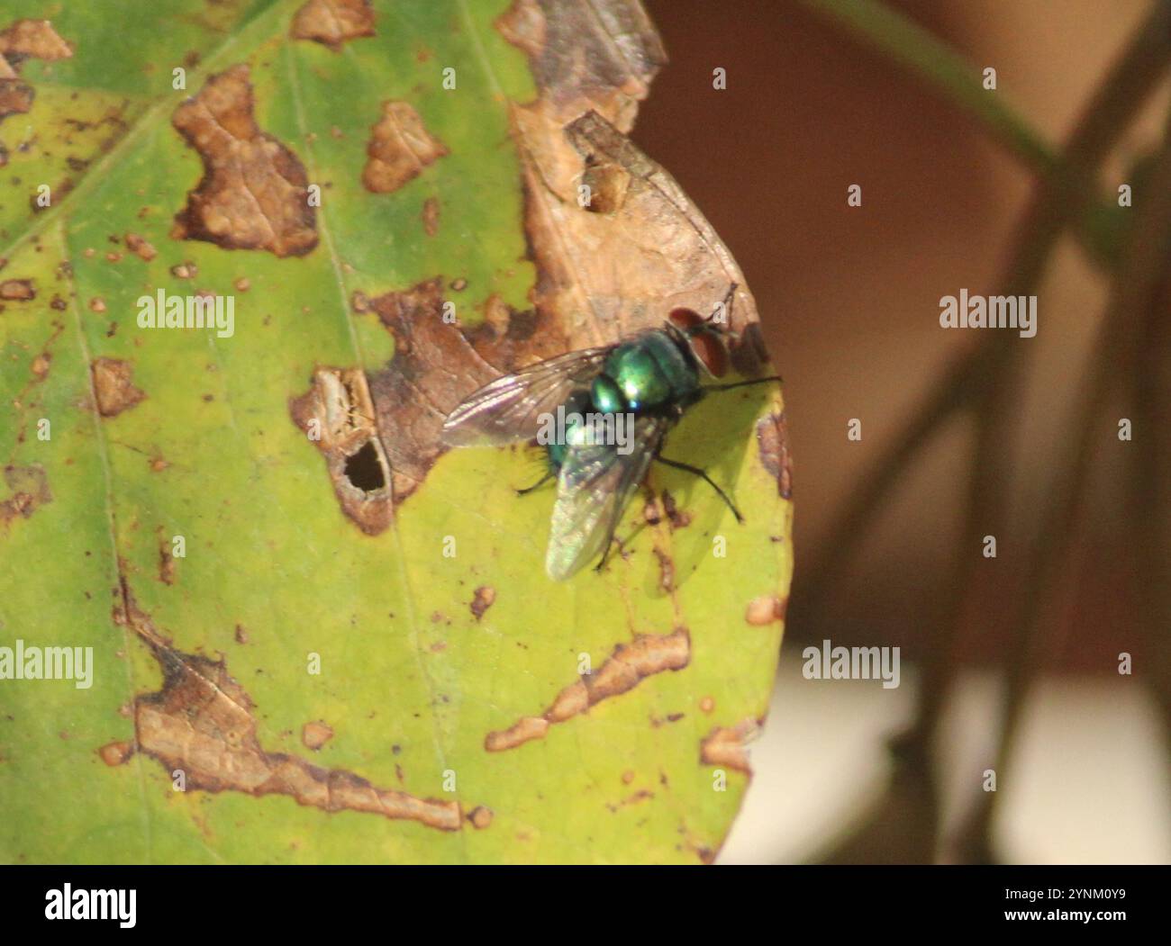 Oriental Latrine Fly (Chrysomya megacephala Stock Photo - Alamy