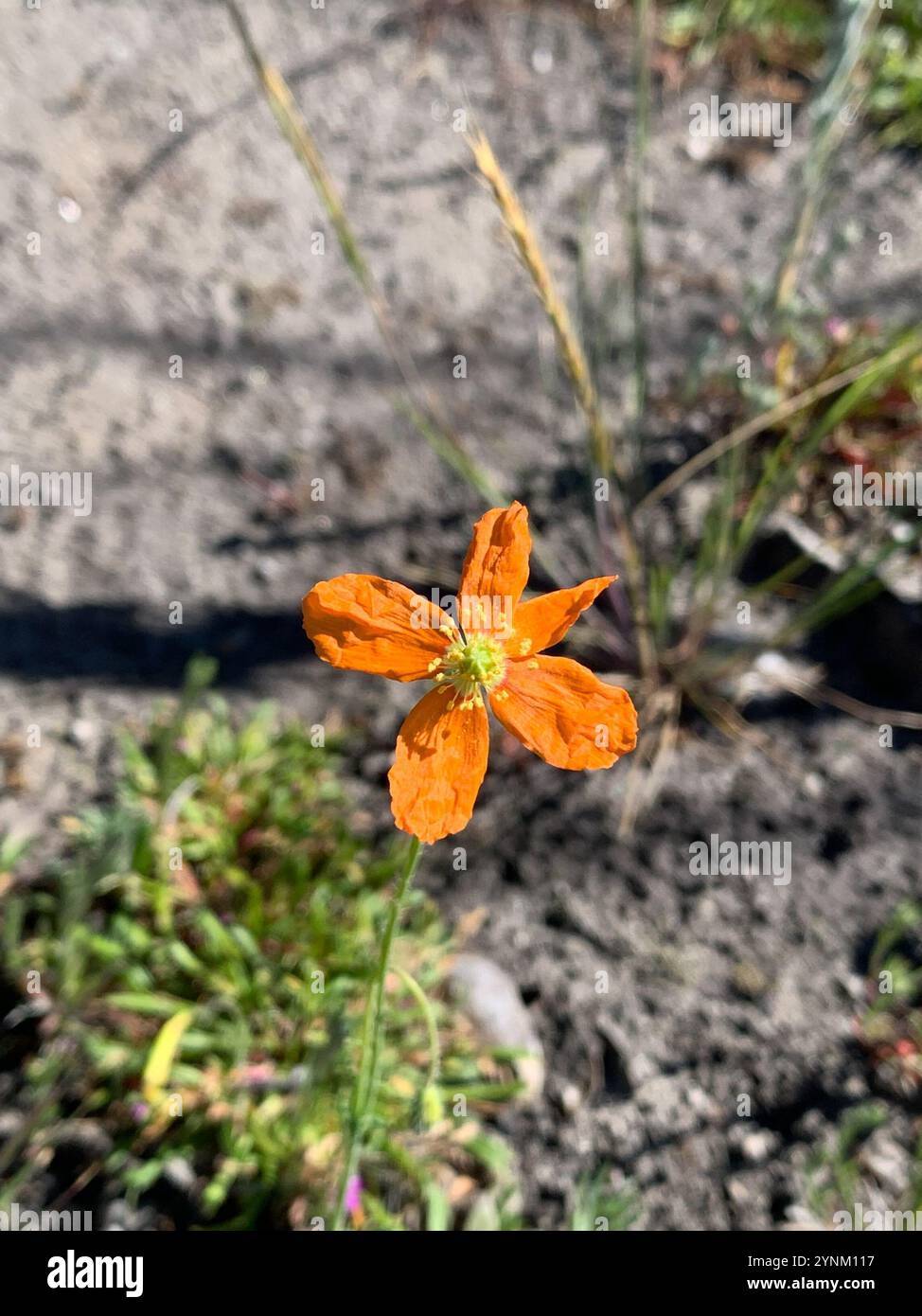 fire poppy (Papaver californicum Stock Photo - Alamy