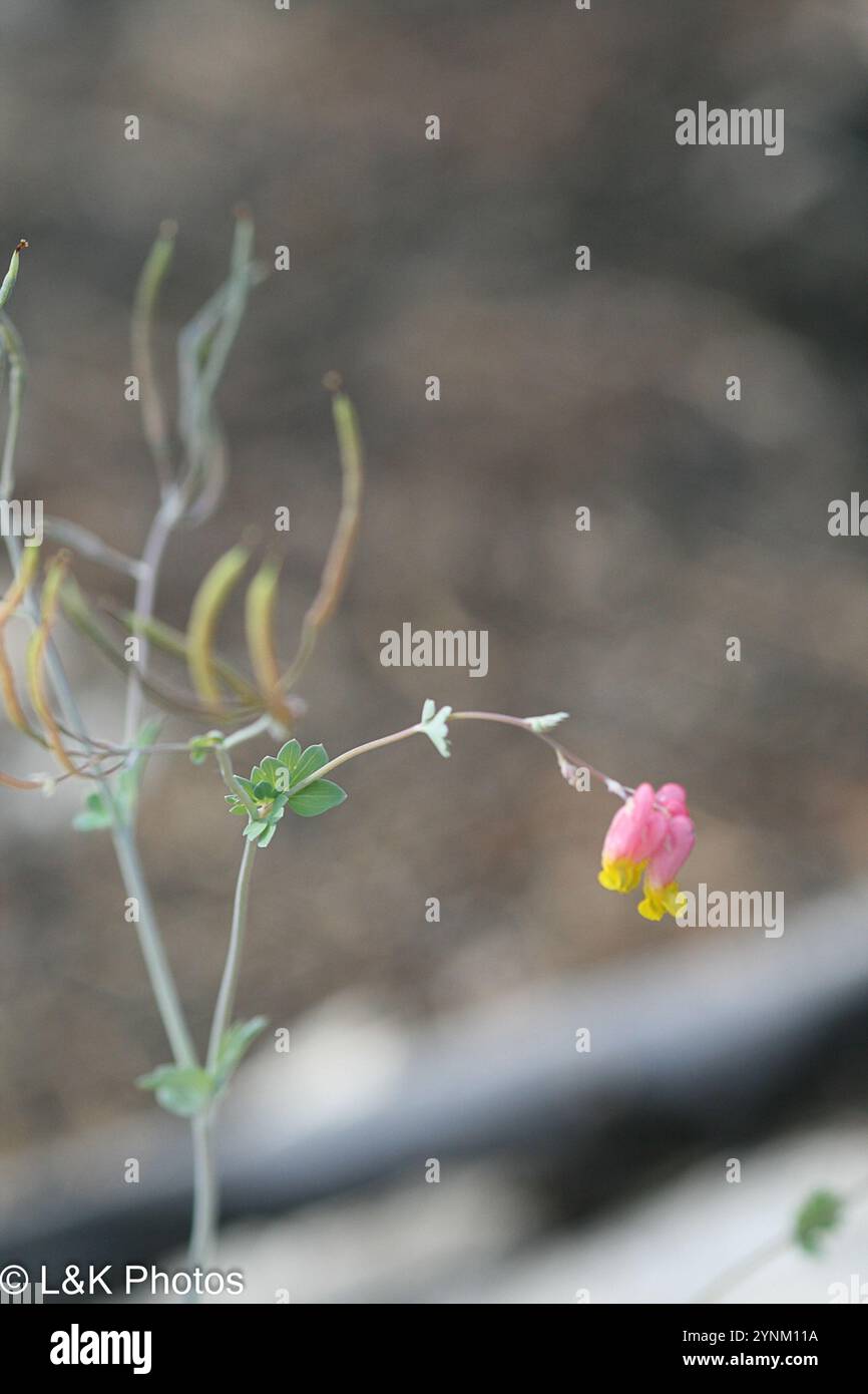 rock harlequin (Capnoides sempervirens Stock Photo - Alamy