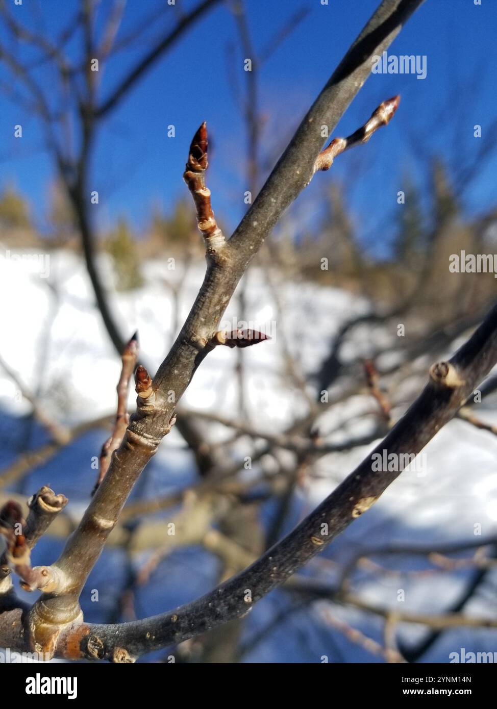 grey alder (Alnus incana Stock Photo - Alamy