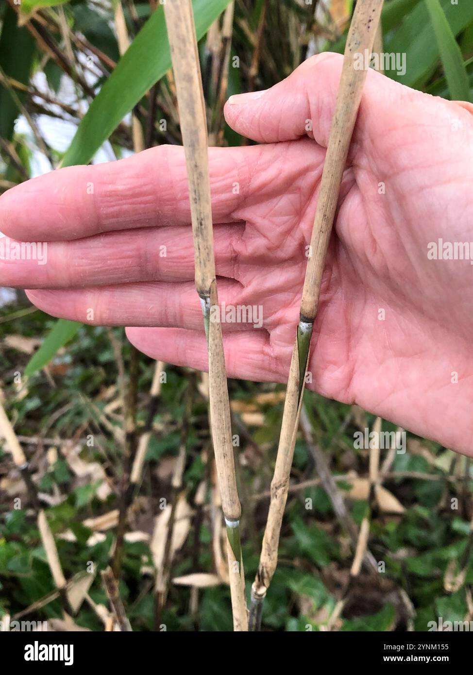 Broad-leaved Bamboo (Sasa palmata Stock Photo - Alamy