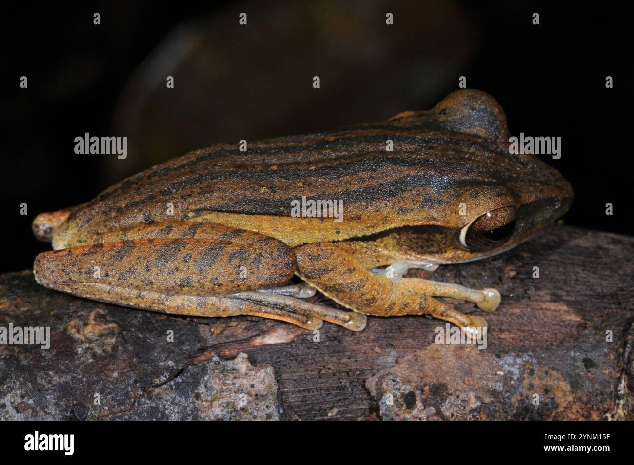 Common Southeast Asian Tree Frog (Polypedates leucomystax Stock Photo ...