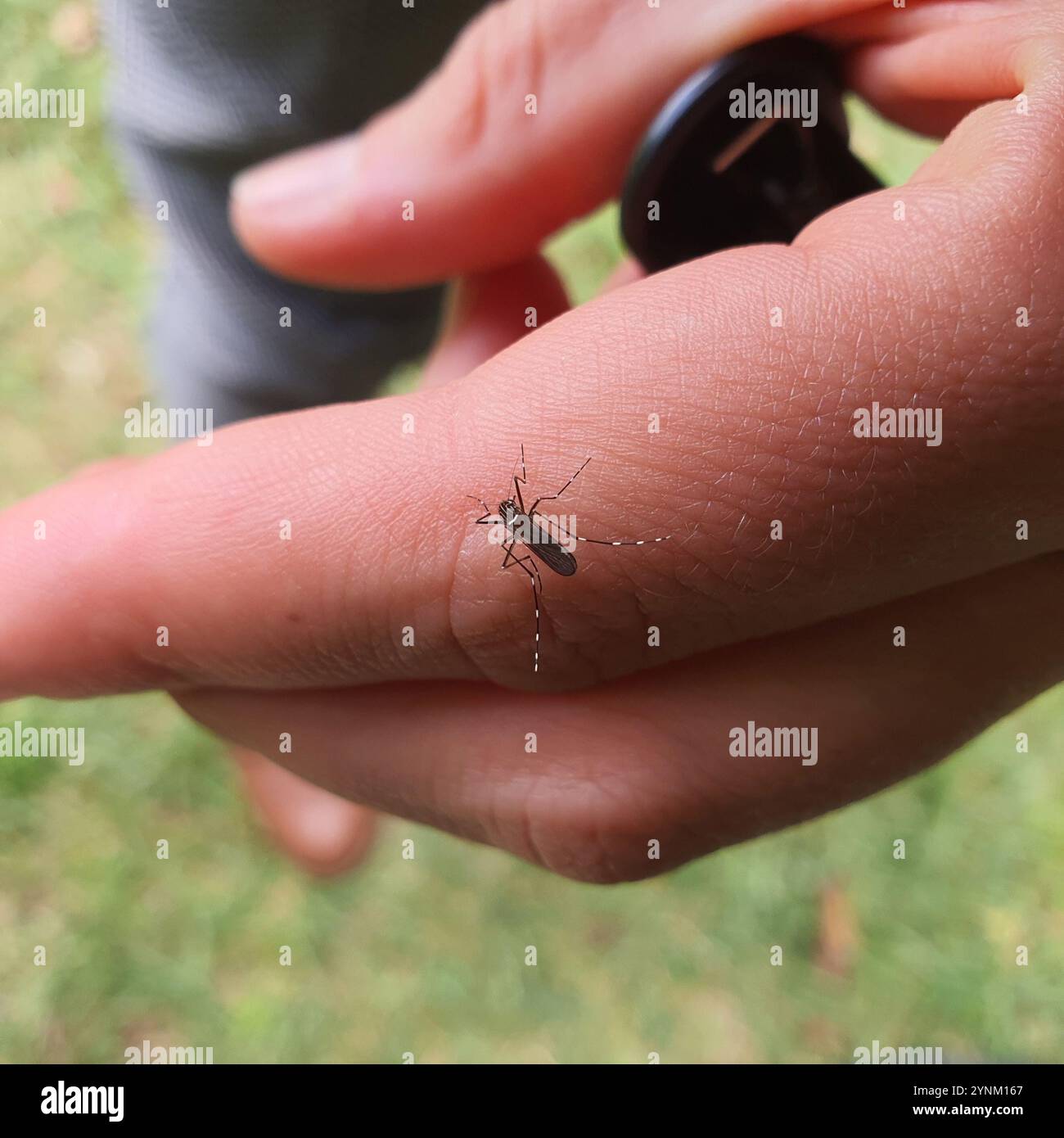 Striped Mosquito (Aedes notoscriptus Stock Photo - Alamy