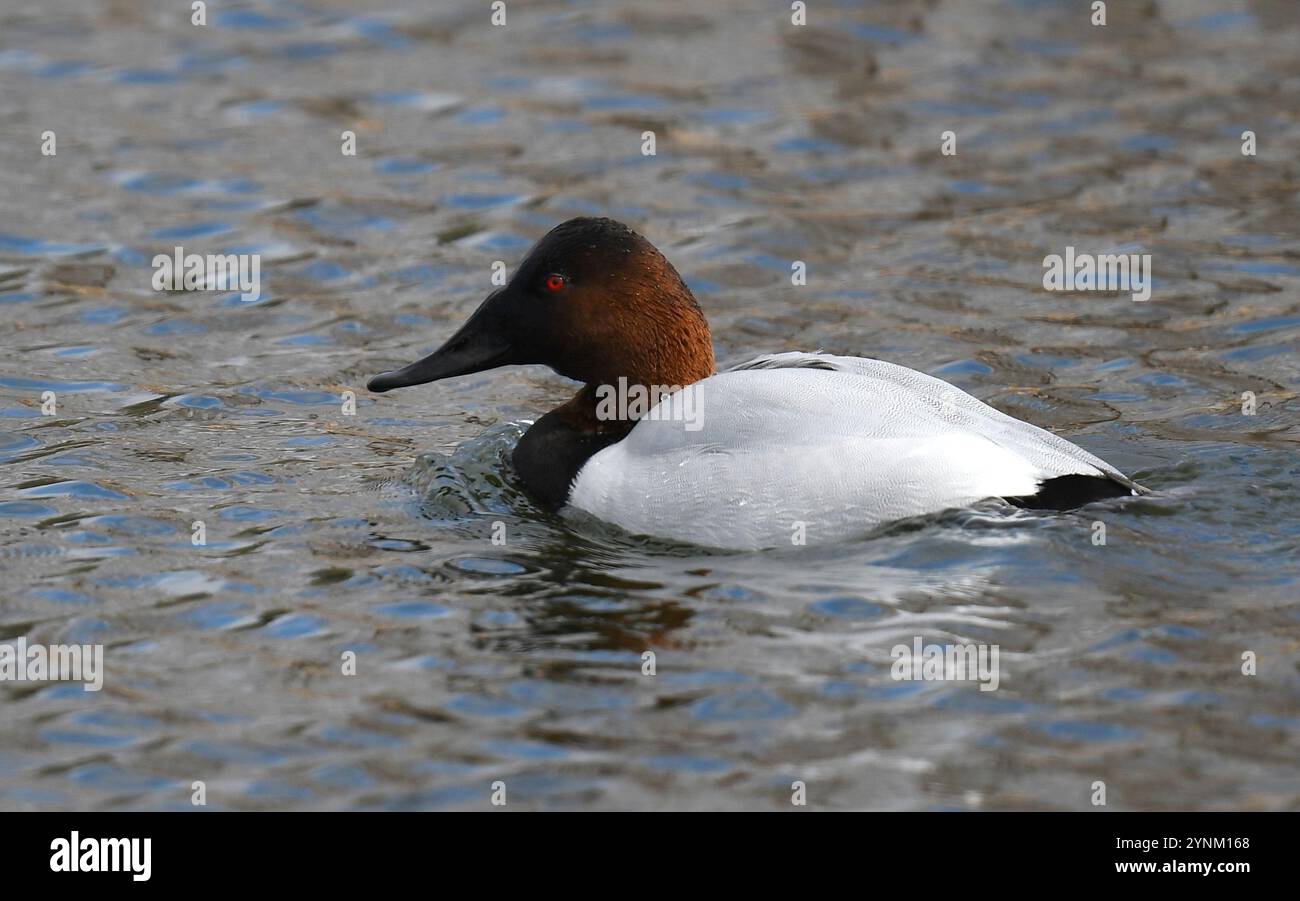 Canvasback (Aythya valisineria Stock Photo - Alamy