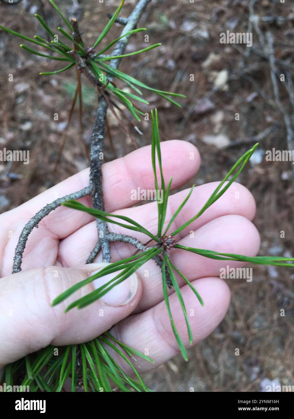 Virginia pine (Pinus virginiana Stock Photo - Alamy