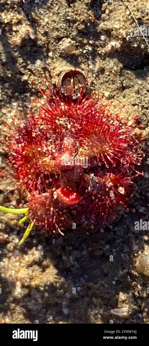 dwarf sundew (Drosera brevifolia Stock Photo - Alamy