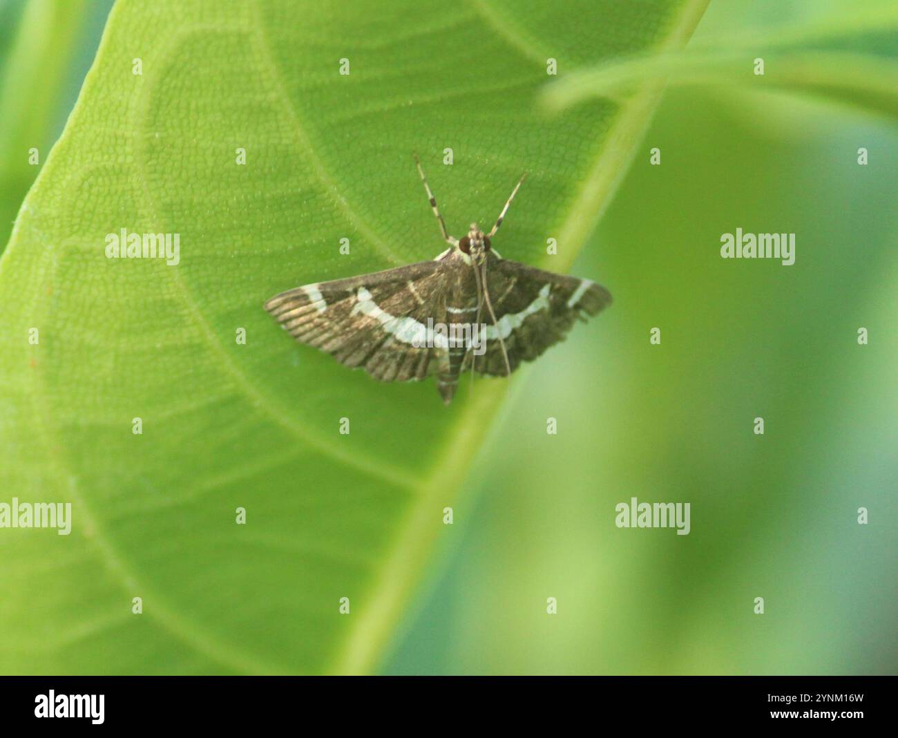 Hawaiian Beet Webworm Moth (Spoladea recurvalis Stock Photo - Alamy
