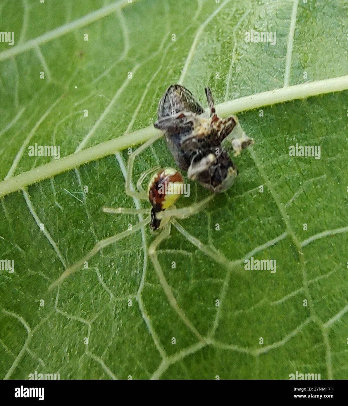 Typical Cobweb Spiders (Theridion Stock Photo - Alamy