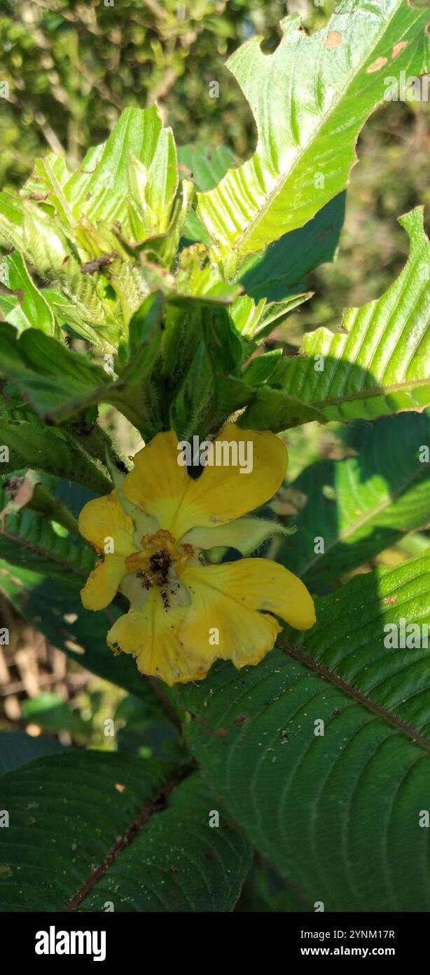 Peruvian primrose-willow (Ludwigia peruviana Stock Photo - Alamy