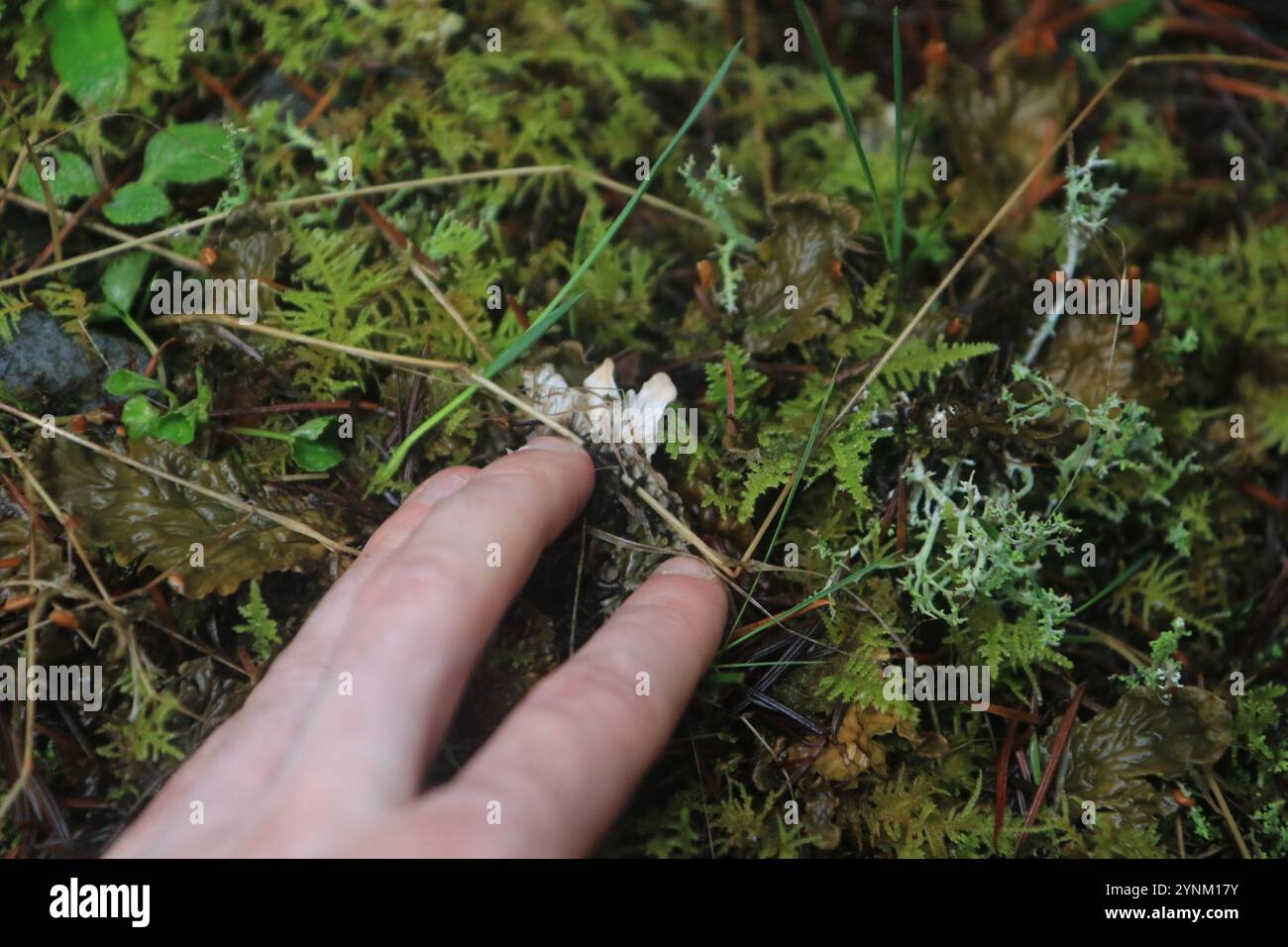 pelt lichens (Peltigera Stock Photo - Alamy