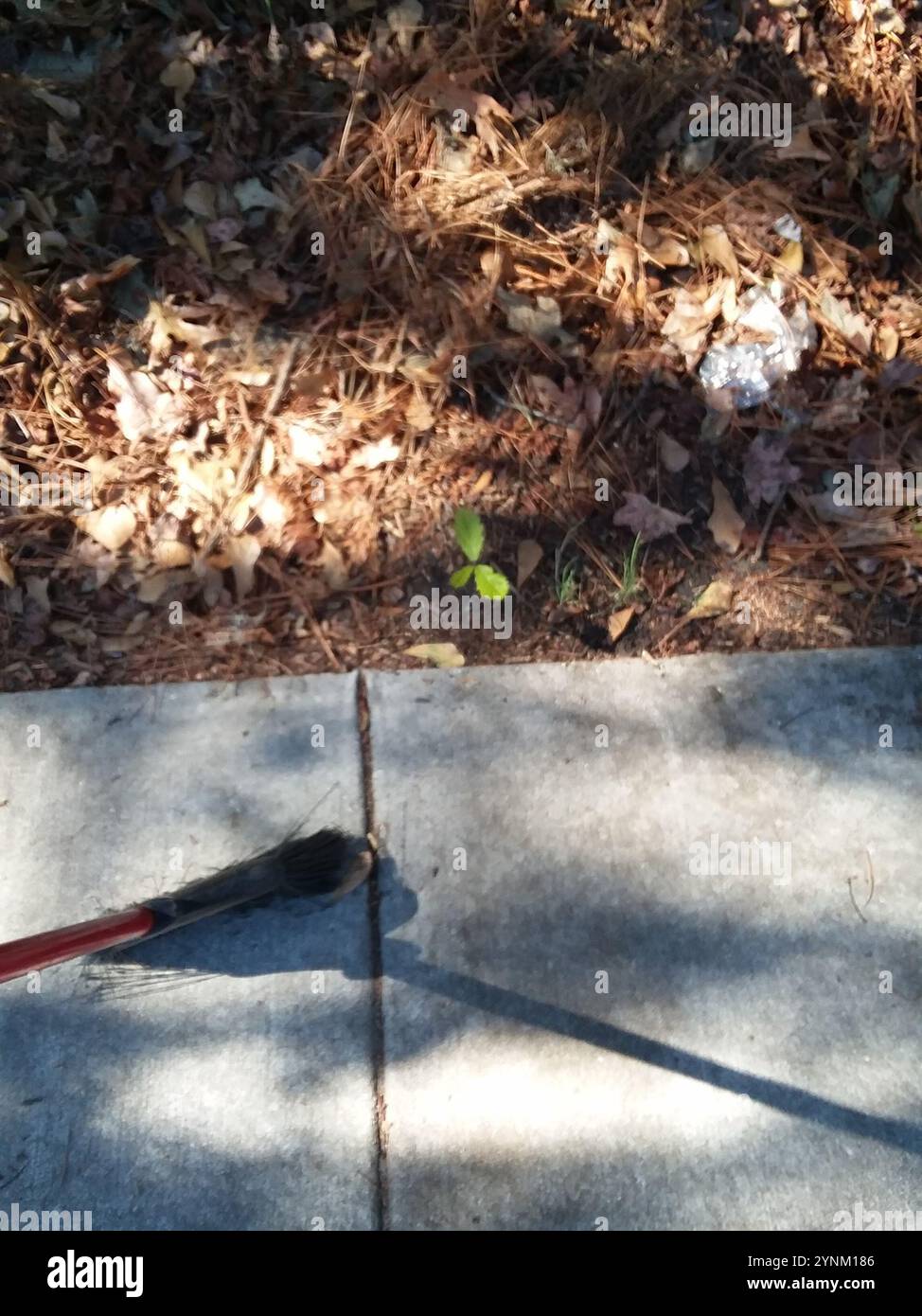 swamp chestnut oak (Quercus michauxii Stock Photo - Alamy