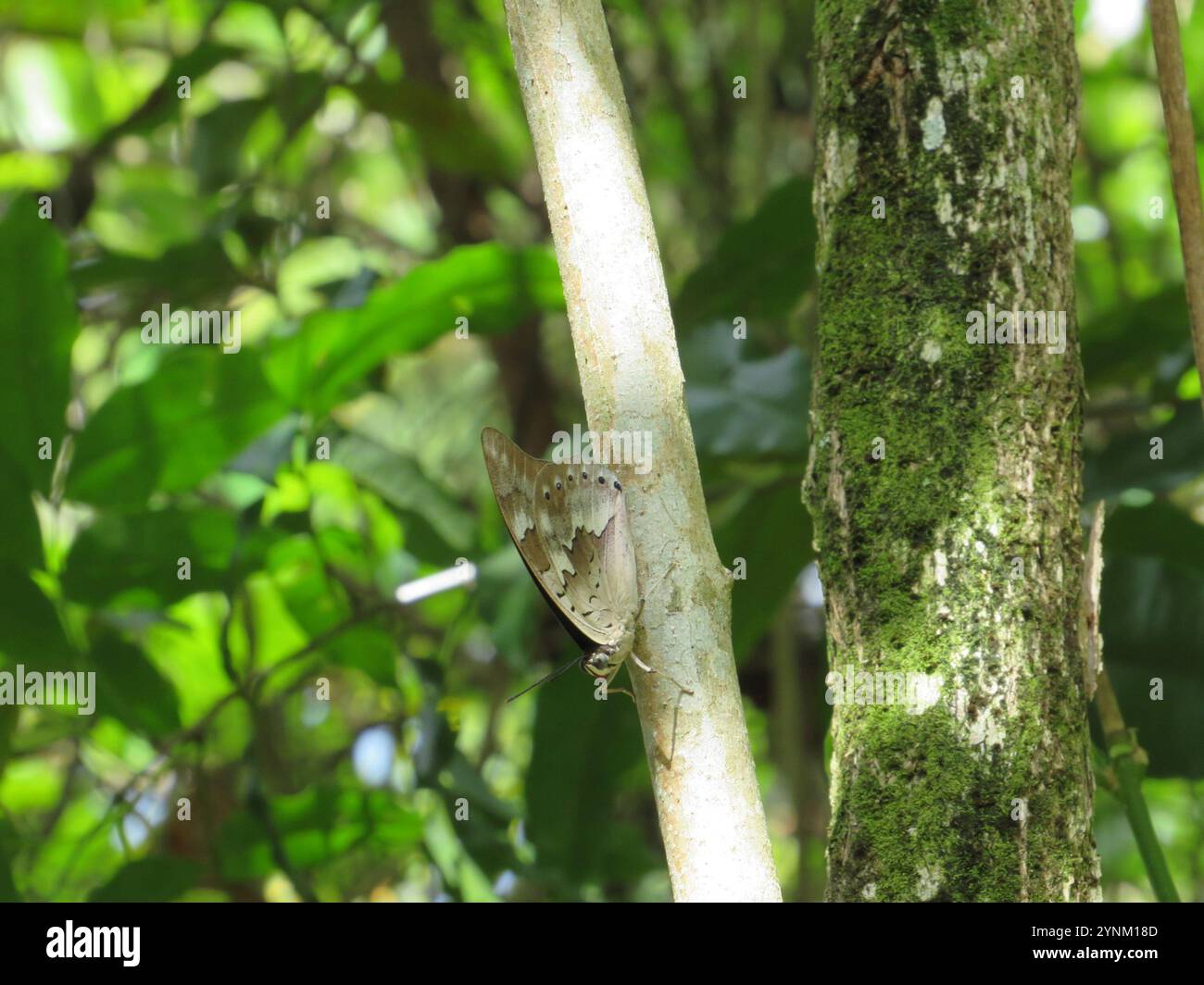 Two-spotted Prepona (Archaeoprepona demophoon Stock Photo - Alamy