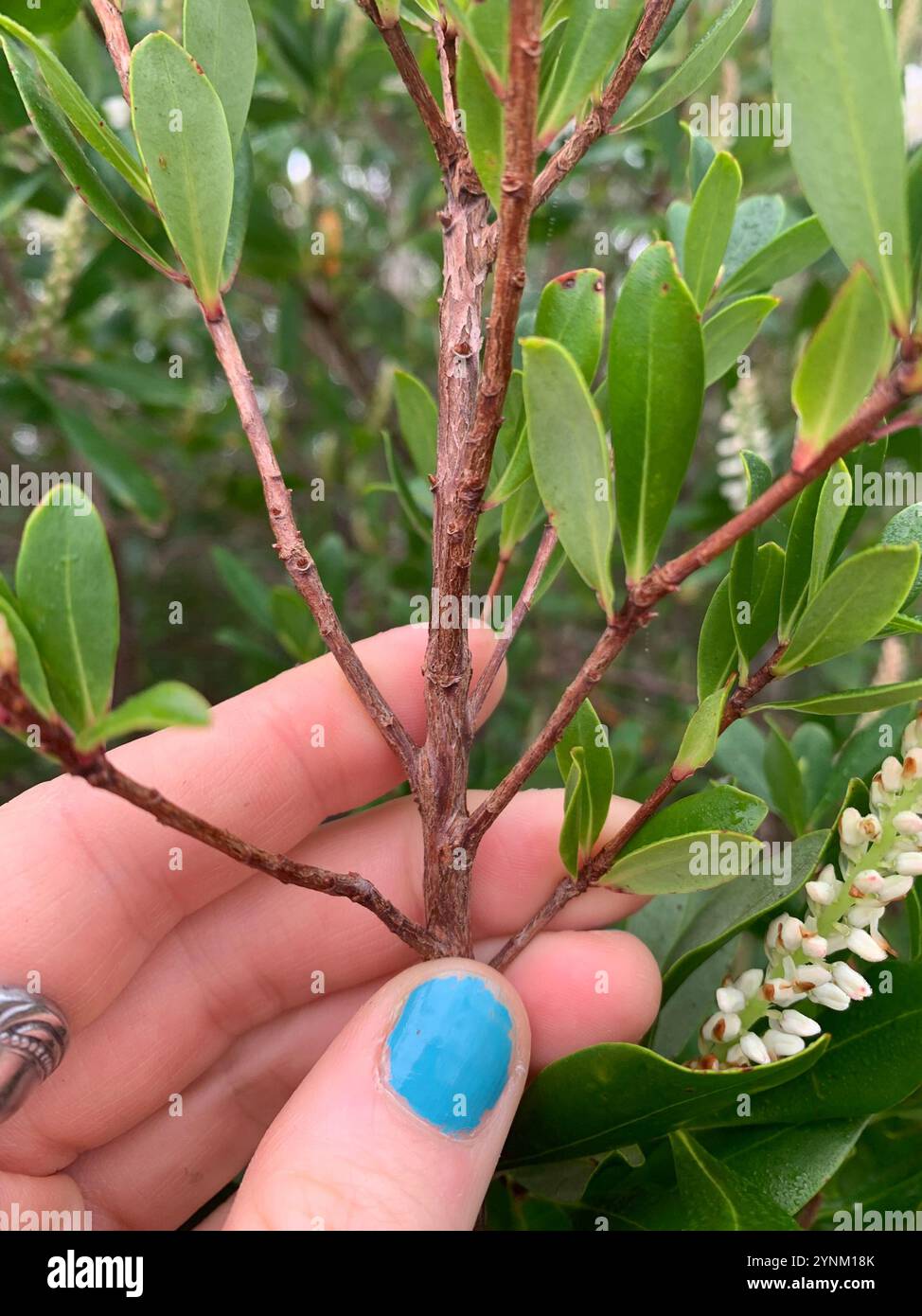 Buckwheat tree (Cliftonia monophylla Stock Photo - Alamy
