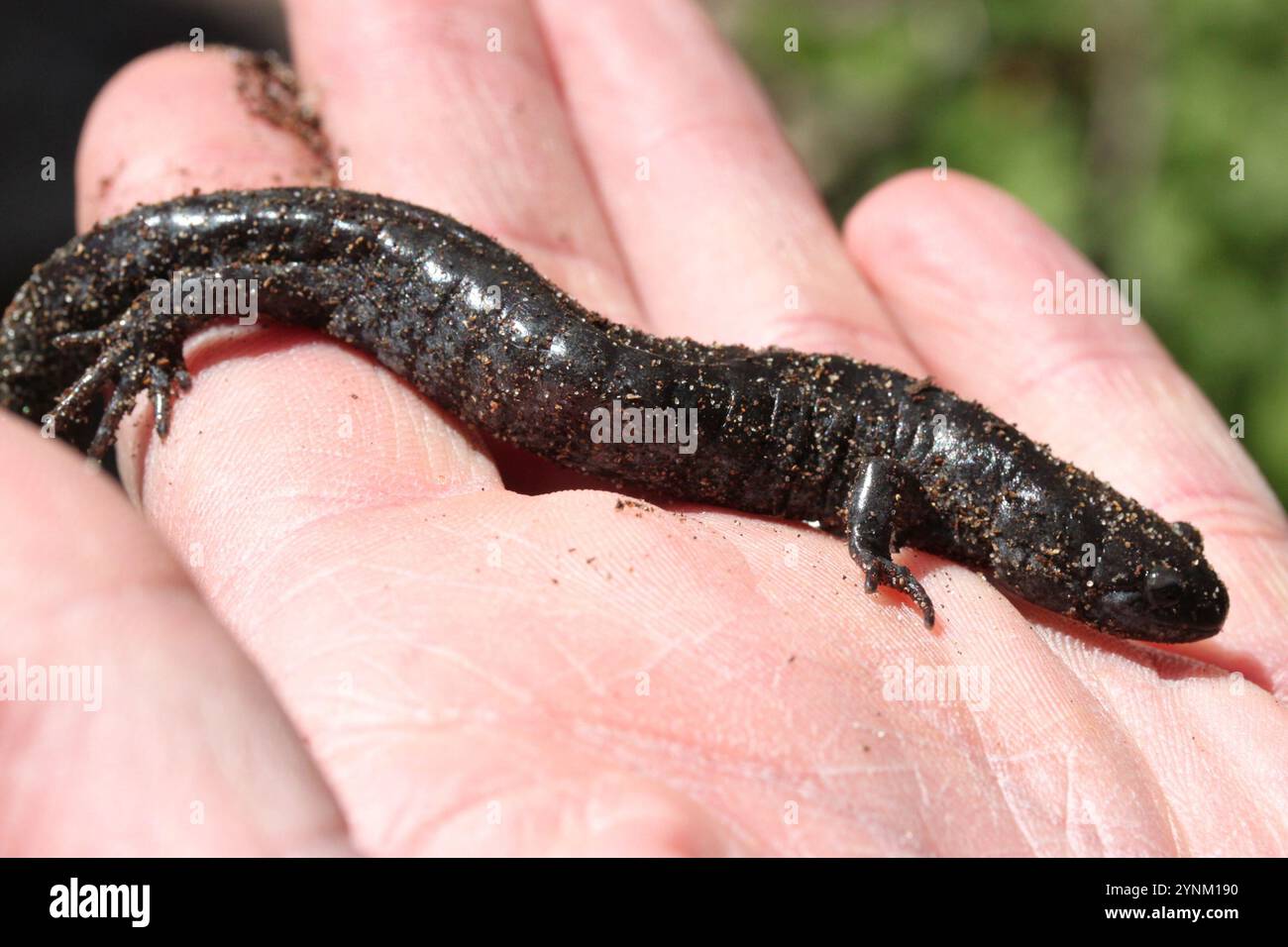 Unisexual Mole Salamander (Ambystoma unisexual Stock Photo - Alamy