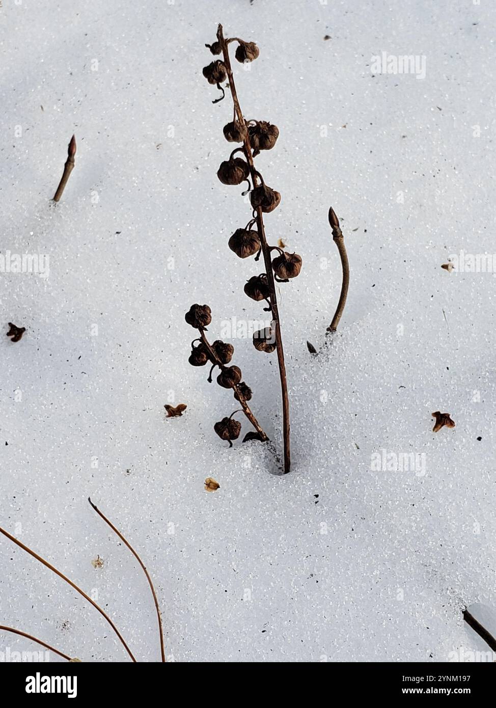 shinleaf (Pyrola elliptica Stock Photo - Alamy