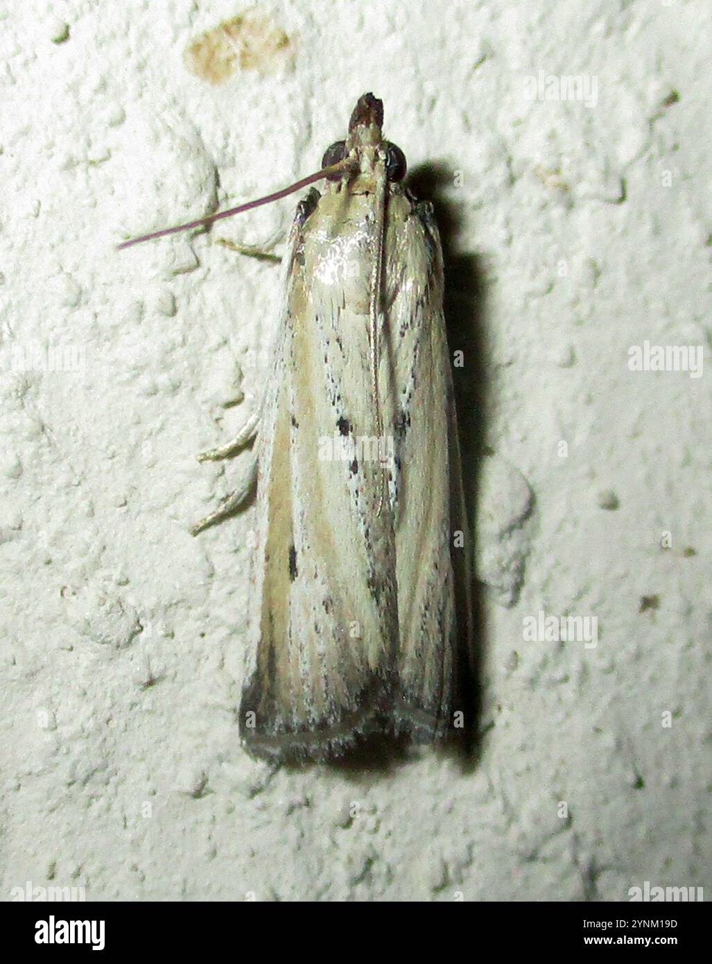 Butterflies and Moths (Lepidoptera Stock Photo - Alamy