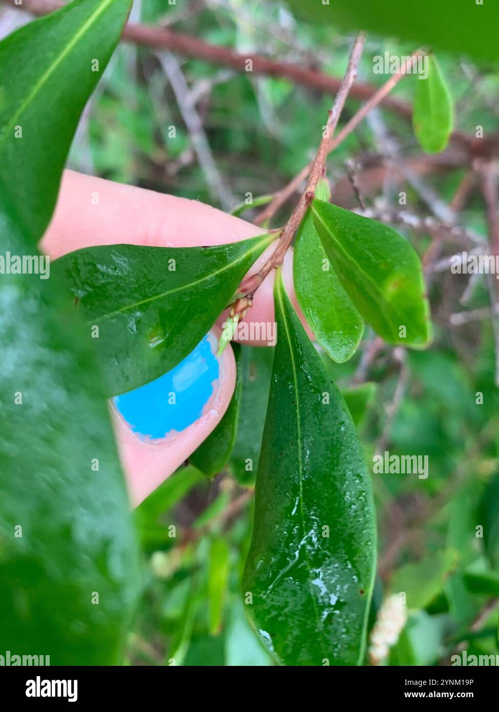 Buckwheat tree (Cliftonia monophylla Stock Photo - Alamy
