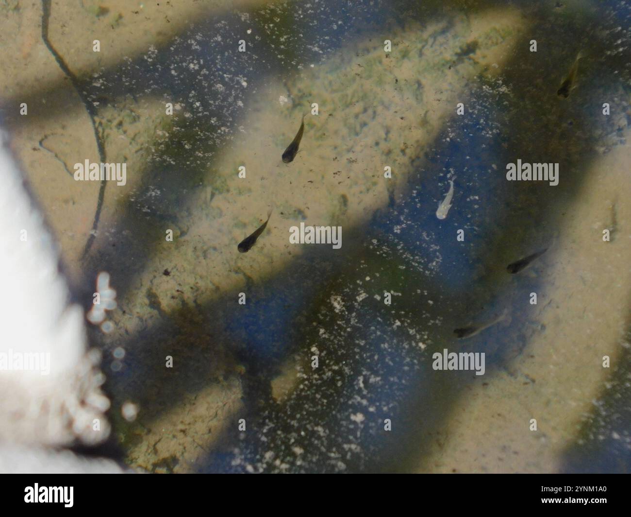 Rivulines, Killifishes, and Livebearers (Cyprinodontiformes Stock Photo ...