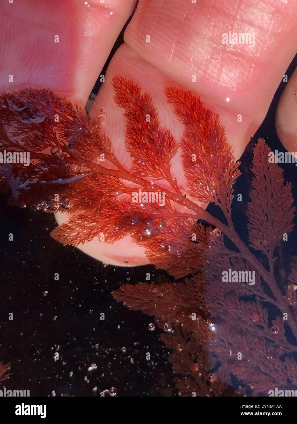 Microcladia hi-res stock photography and images - Alamy