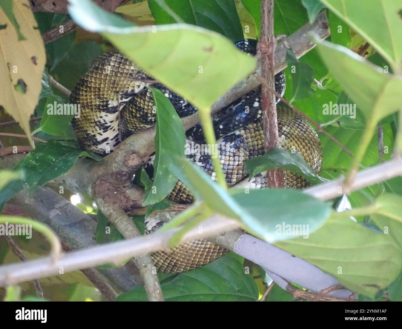 Corallus ruschenbergerii hi-res stock photography and images - Alamy