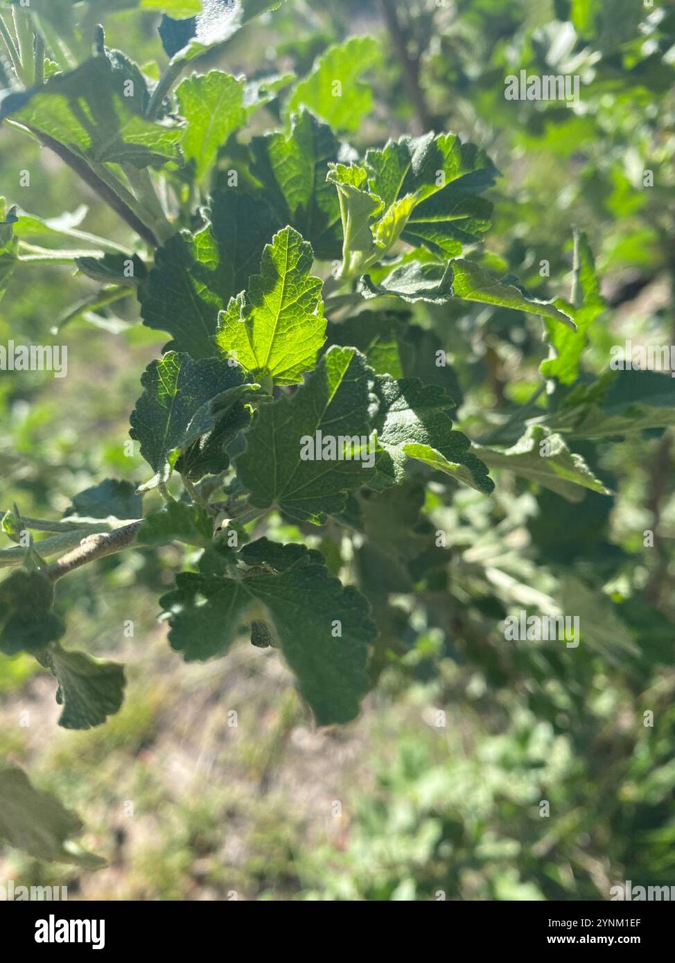 southern coastal bushmallow (Malacothamnus fasciculatus Stock Photo - Alamy