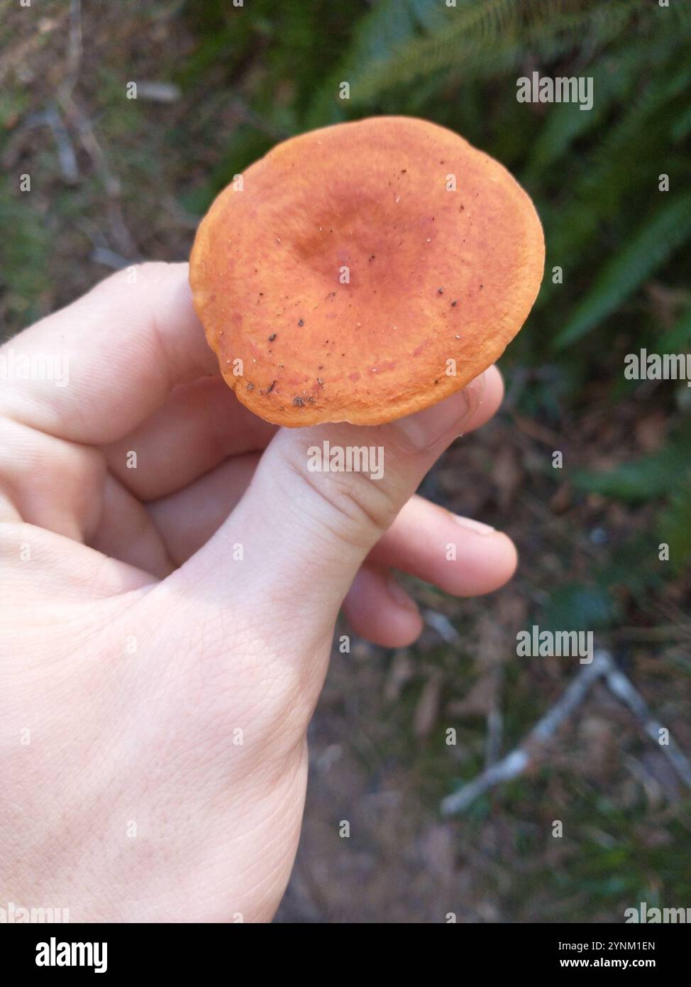Common Milkcaps (Lactarius Stock Photo - Alamy
