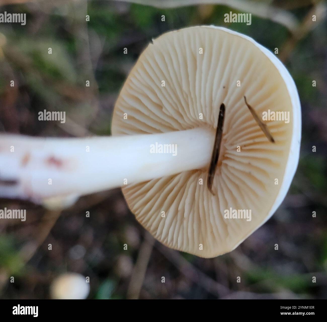 Fragrant Funnel (Clitocybe fragrans Stock Photo - Alamy