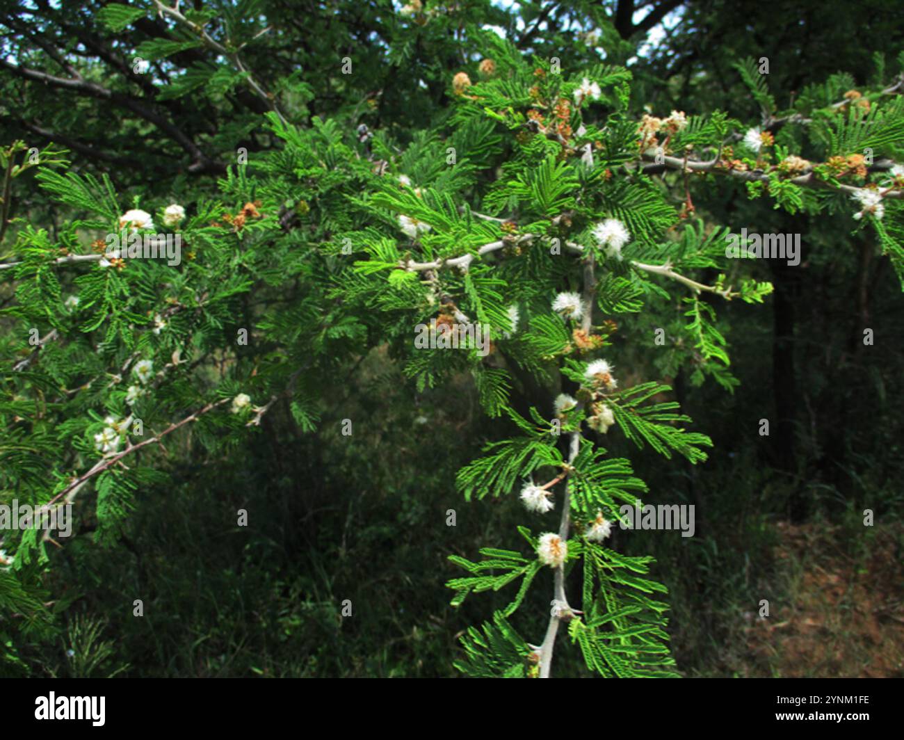 thorn trees (Vachellia Stock Photo - Alamy