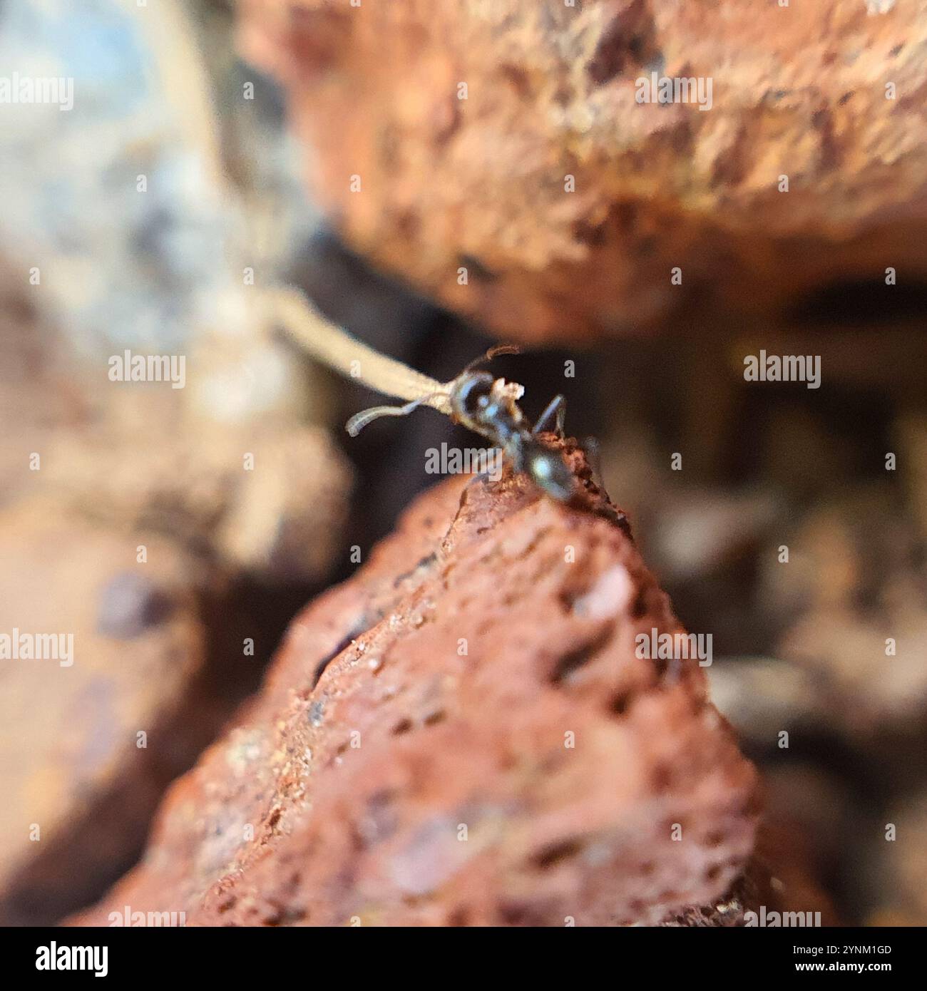 Rainbow, Tyrant, and Meat Ants (Iridomyrmex Stock Photo - Alamy