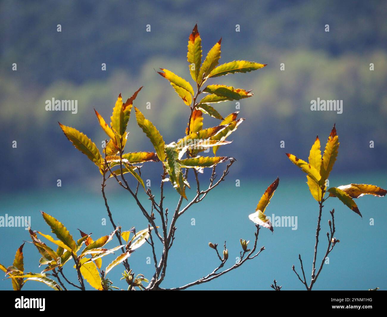 Chinese cork oak (Quercus variabilis Stock Photo - Alamy