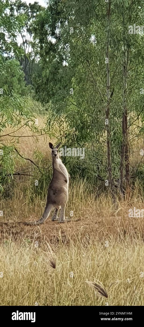 Eastern Grey Kangaroo (Macropus giganteus Stock Photo - Alamy