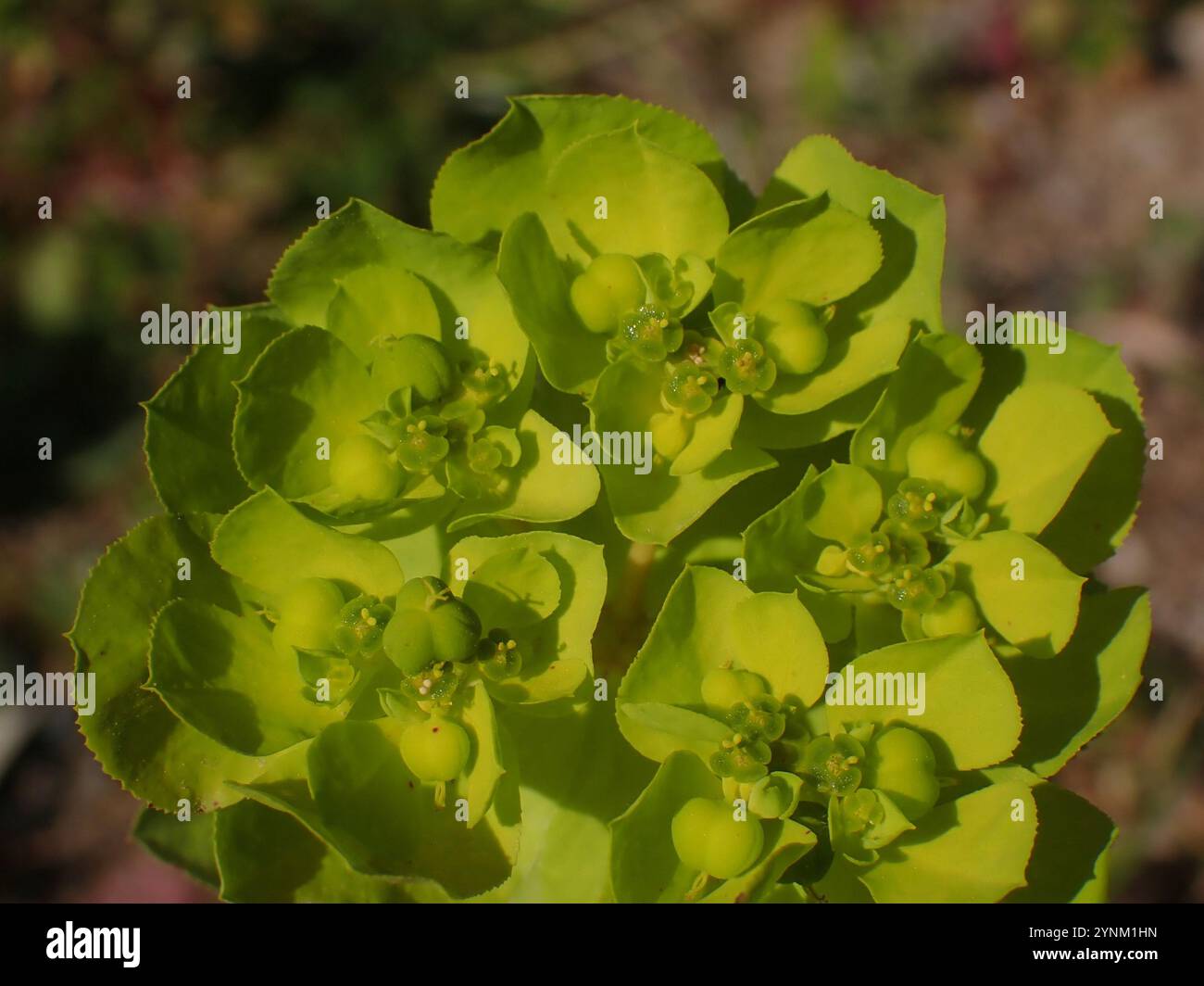 Sun spurge (Euphorbia helioscopia Stock Photo - Alamy
