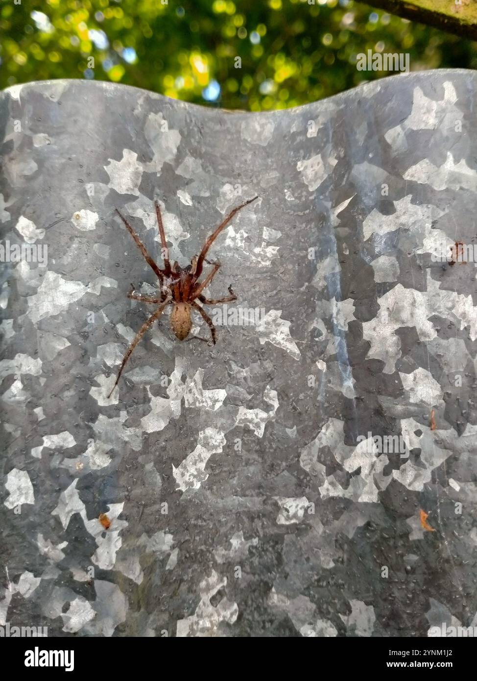 Sheetweb Spiders (Cambridgea Stock Photo - Alamy