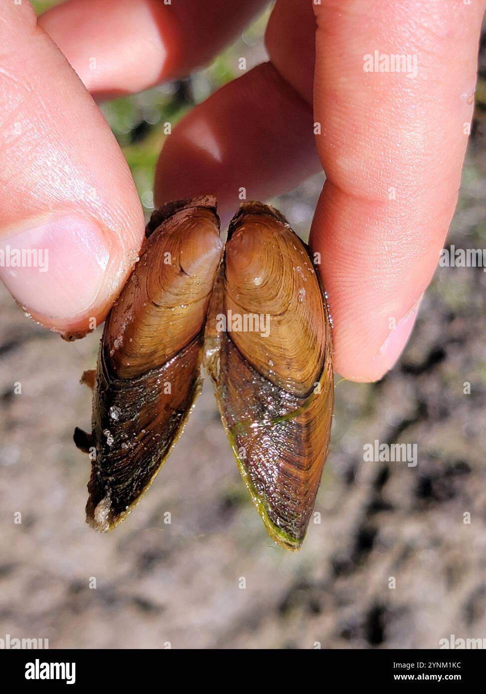 Florida Spike (Elliptio jayensis Stock Photo - Alamy