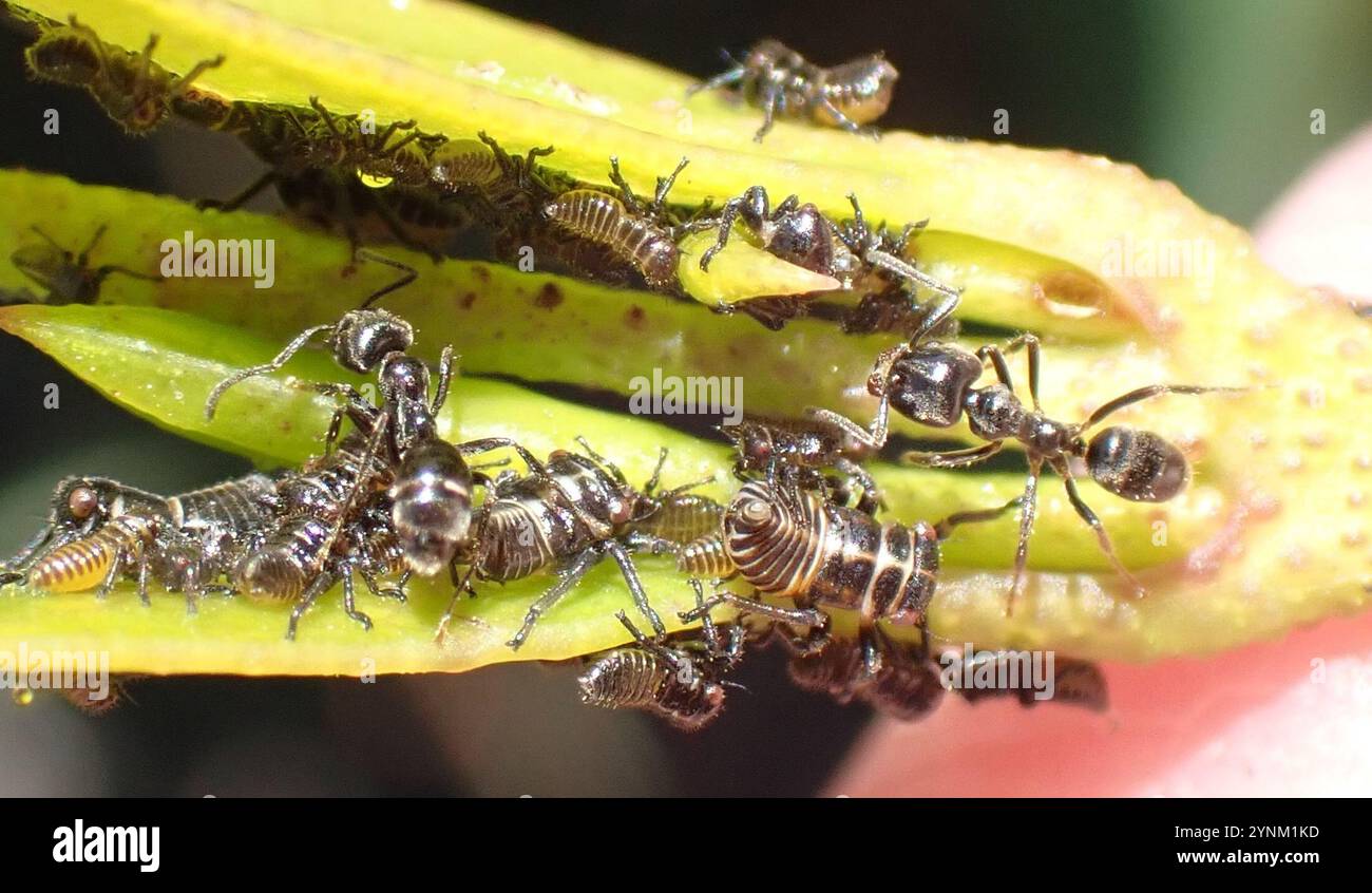 True Hoppers (Auchenorrhyncha Stock Photo - Alamy