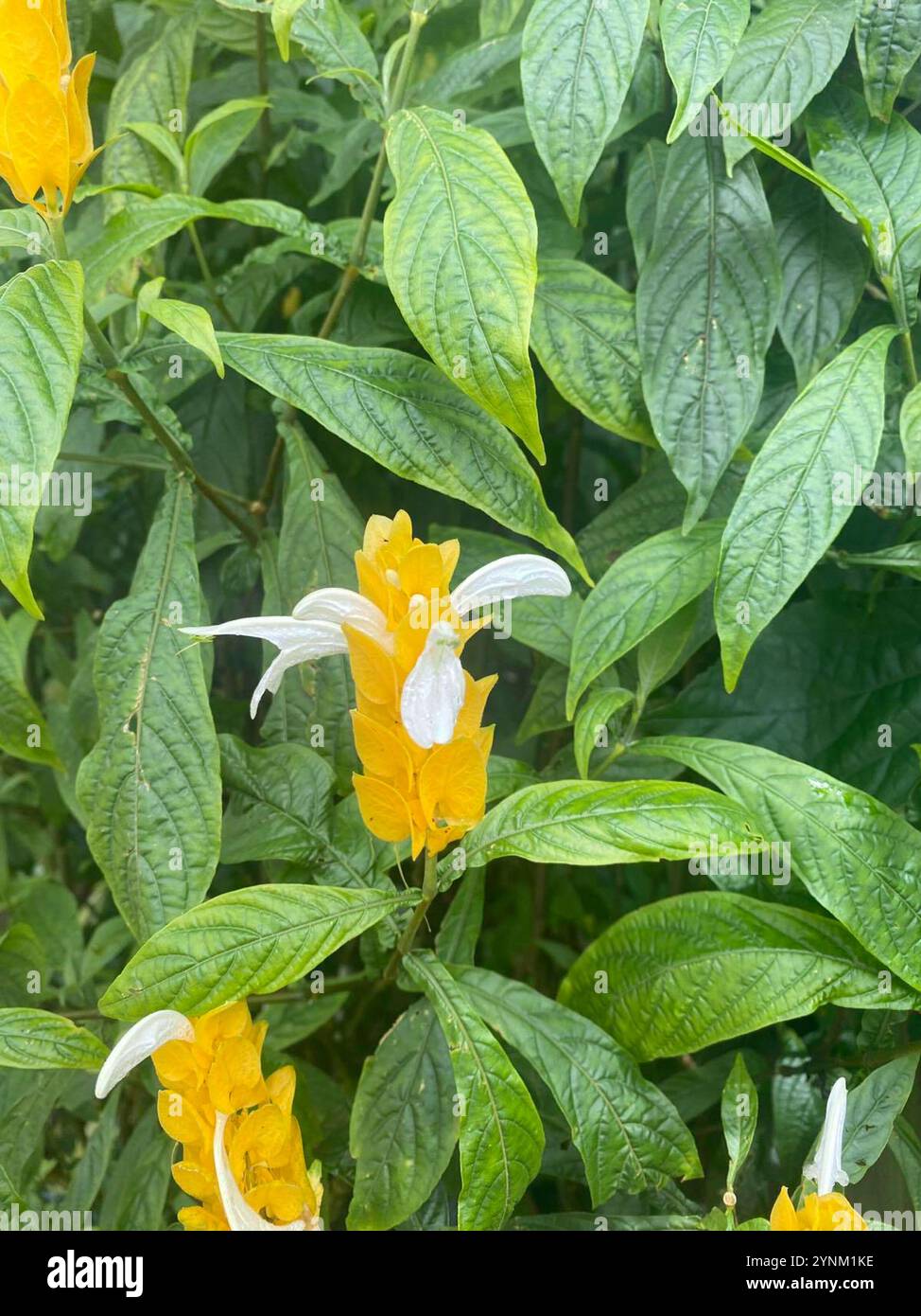 golden shrimp plant (Pachystachys lutea Stock Photo - Alamy