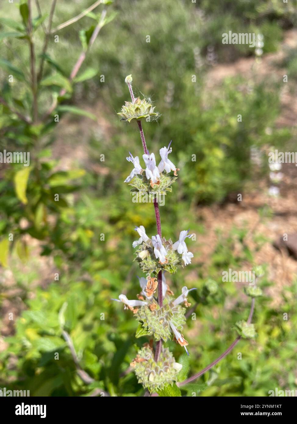 black sage (Salvia mellifera Stock Photo - Alamy
