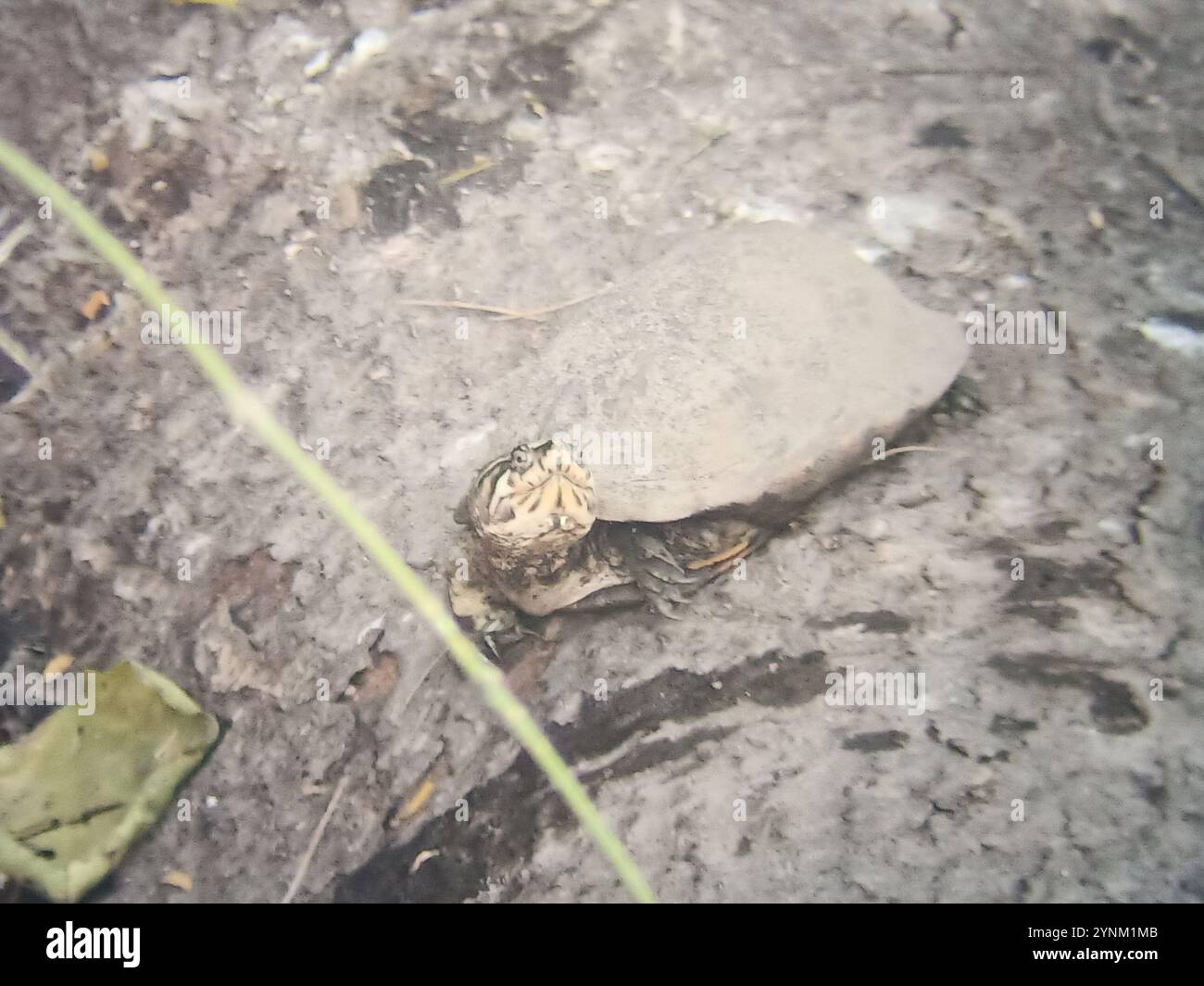 Mexican Mud Turtle (Kinosternon integrum Stock Photo - Alamy