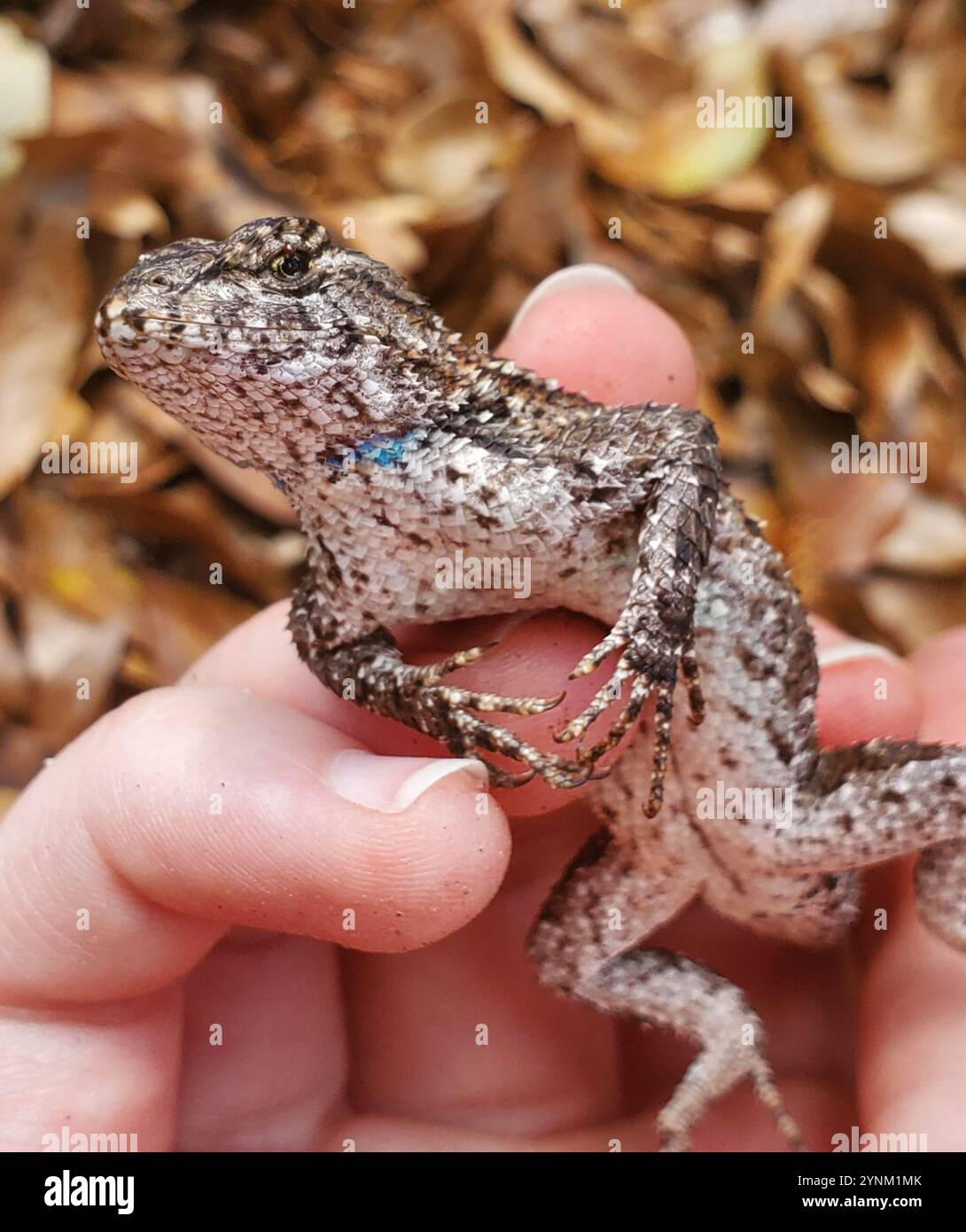 Eastern Fence Lizard (Sceloporus undulatus Stock Photo - Alamy
