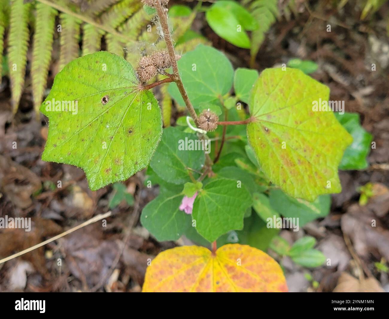 Caesar weed (Urena lobata Stock Photo - Alamy