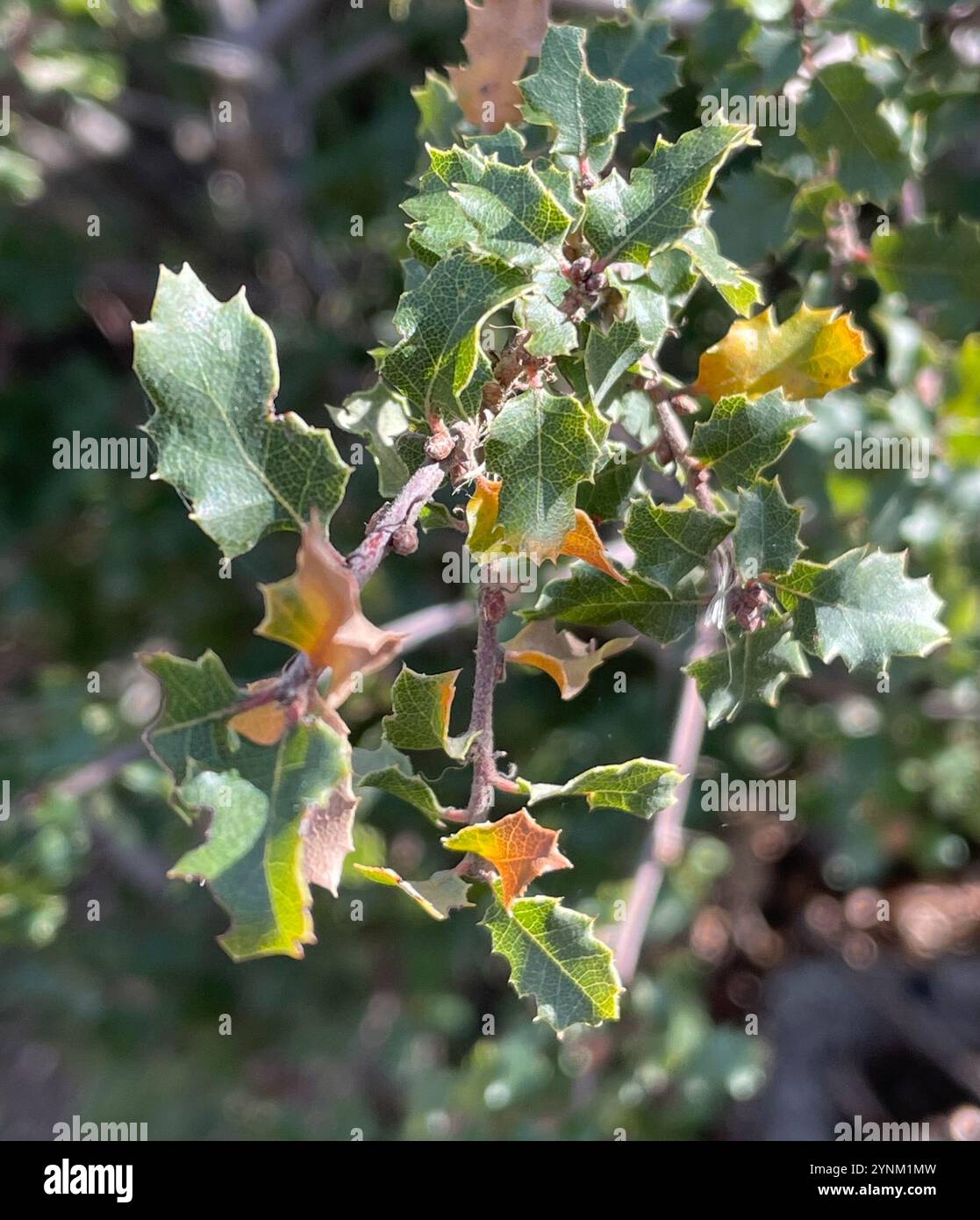 California scrub oak (Quercus berberidifolia Stock Photo - Alamy