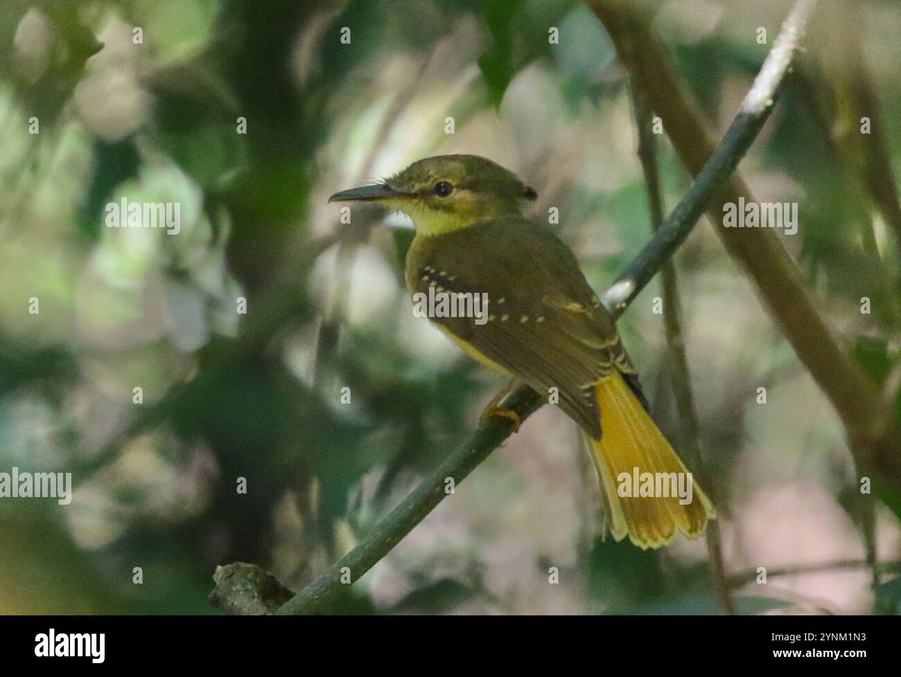 Tropical Royal Flycatcher (Onychorhynchus coronatus Stock Photo - Alamy