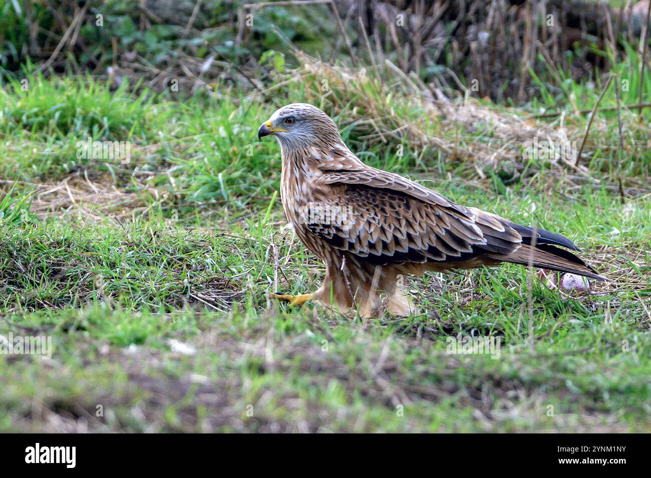 Red kite (Milvus milvus). Photo from Vittskövle, southern Sweden Stock ...