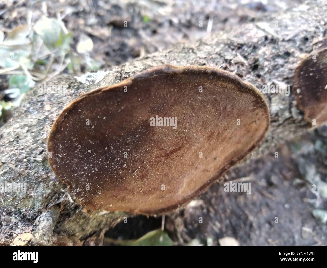 shelf fungi (Polyporales Stock Photo - Alamy
